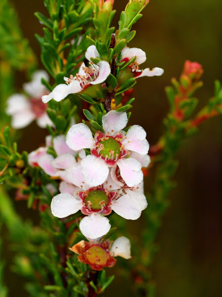 Coastal Tea Tree | Project Noah