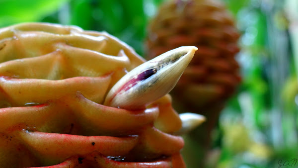 Flor Maraca | Project Noah