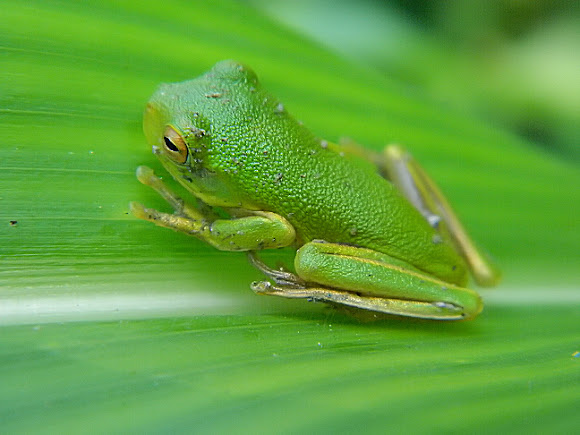 tree frog | Project Noah