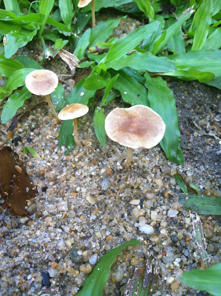 Wavy Caps | Project Noah