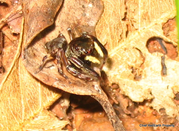 Spider | Project Noah