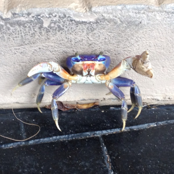 Great Land Crab | Project Noah