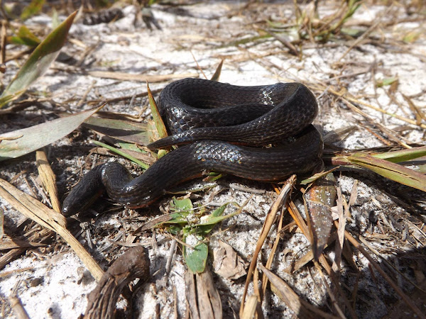 Swamp Snake | Project Noah