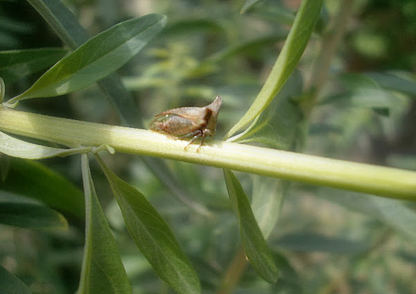 Buffalo Treehopper | Project Noah