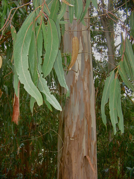 Blue Gum Eucalyptus | Project Noah
