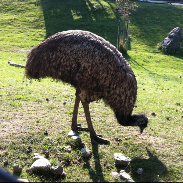 Female Emu | Project Noah