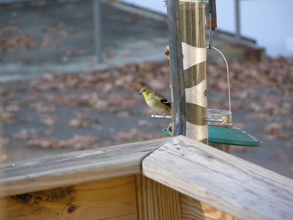 American Goldfinch | Project Noah
