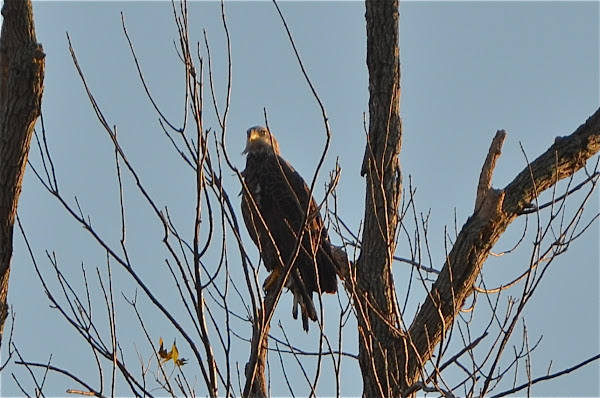 Bald Eagle | Project Noah