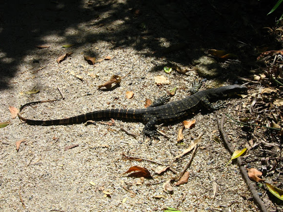 Goanna/lace Monitor | Project Noah
