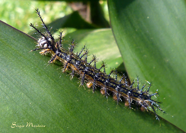 Hylesia nigricans caterpillar | Project Noah