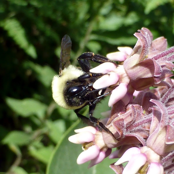 Common Eastern Bumble Bee | Project Noah