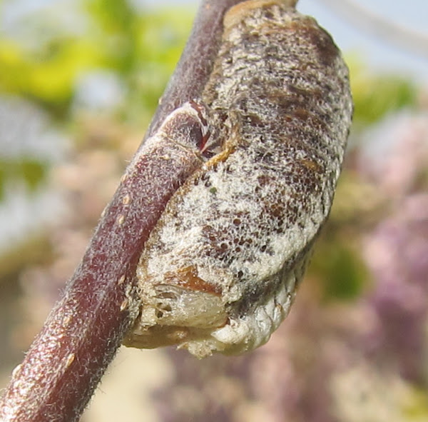 Mantid Ootheca | Project Noah