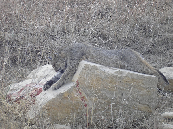 Bobcat (Dead on side of road) | Project Noah