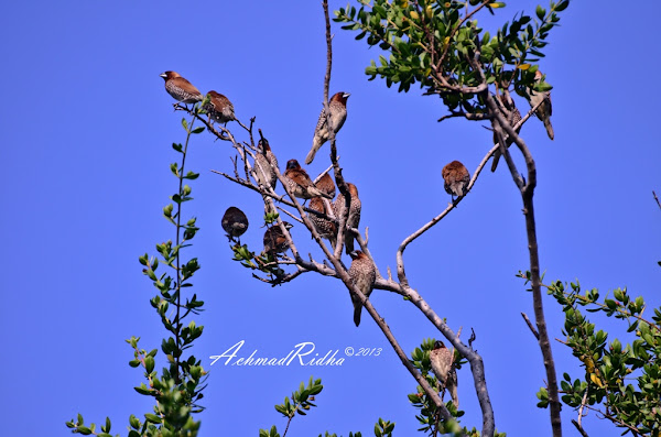 Scaly-breasted Munia | Project Noah