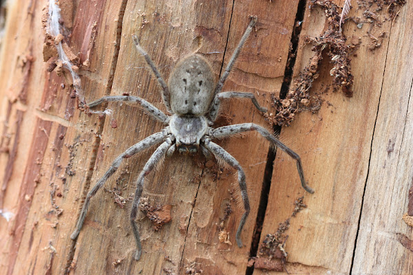 Baby huntsman spider | Project Noah