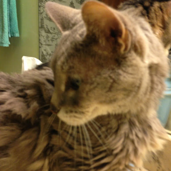 Common grey house cat | Project Noah