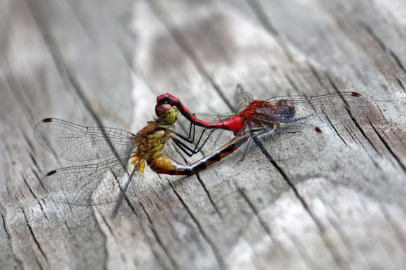 Ruby Meadowhawk | Project Noah