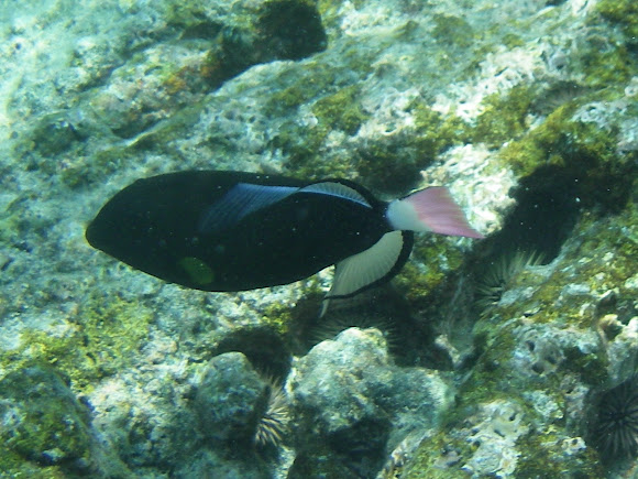 Pinktail Triggerfish (humumumu hi'u kole) | Project Noah