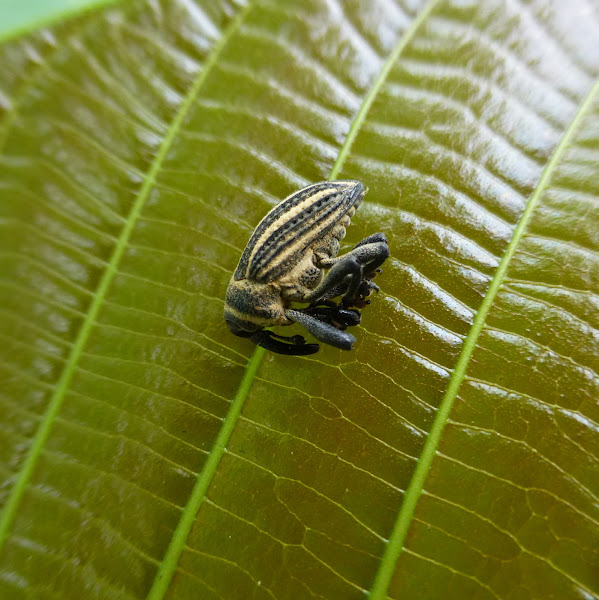 Alcidodes waltoni | Project Noah