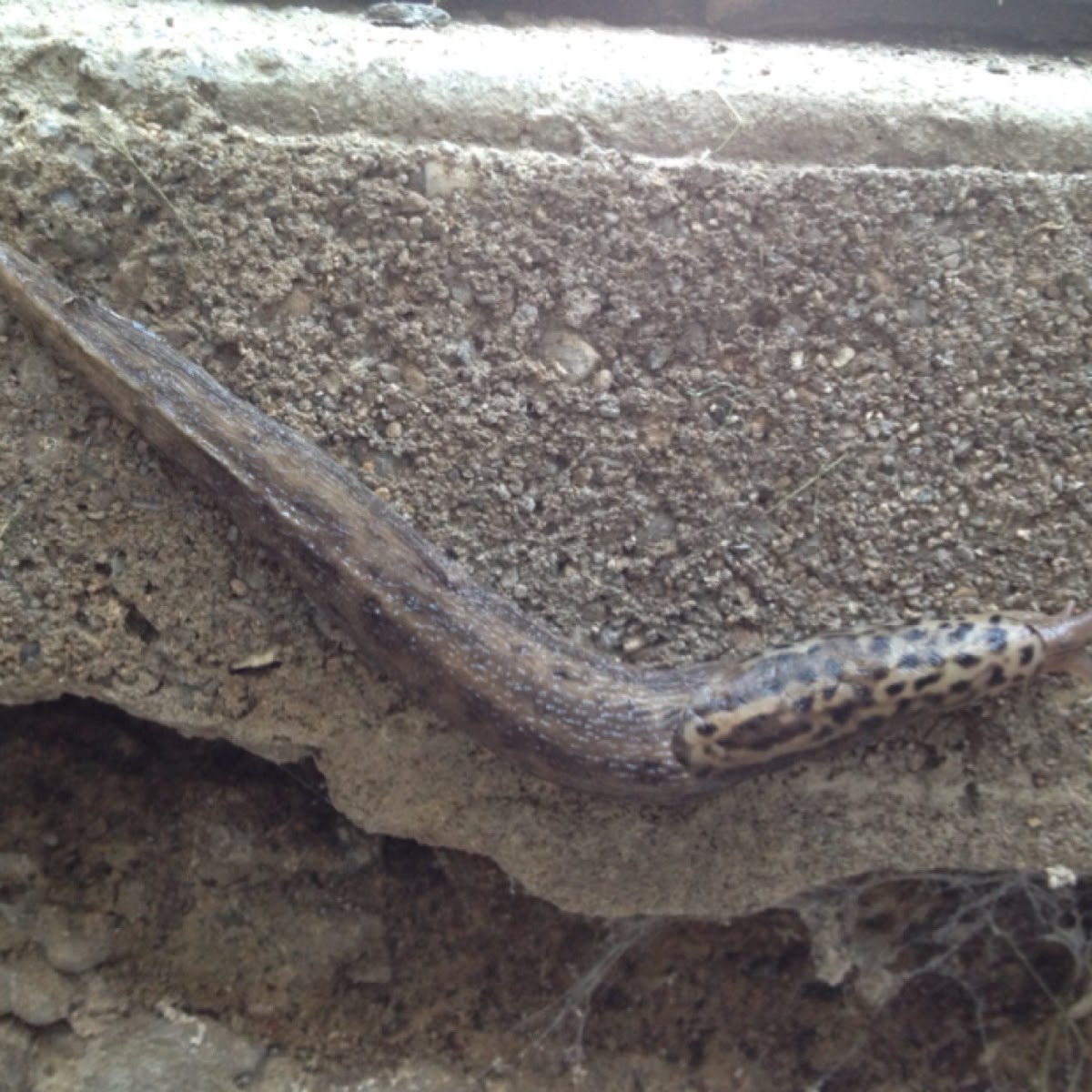Great grey slug, tiger slug, spotted leopard slug, giant gardenslug ...