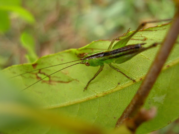 Grass Hopper (Nymph) | Project Noah