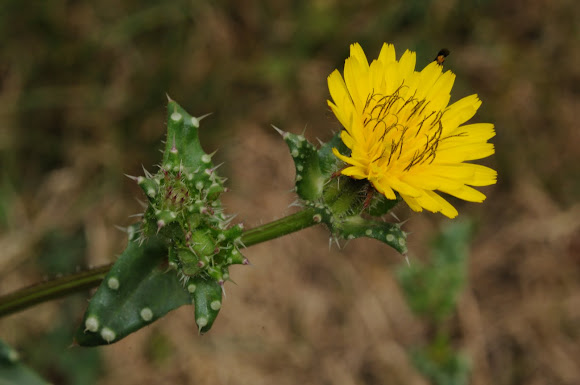 Spanish Oyster Thistle | Project Noah