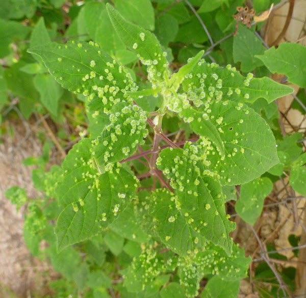 Plant Galls | Project Noah