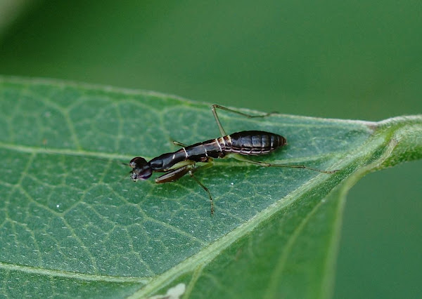 Mantid nymph | Project Noah