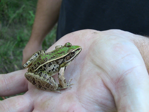 Southern Leopard Frog | Project Noah