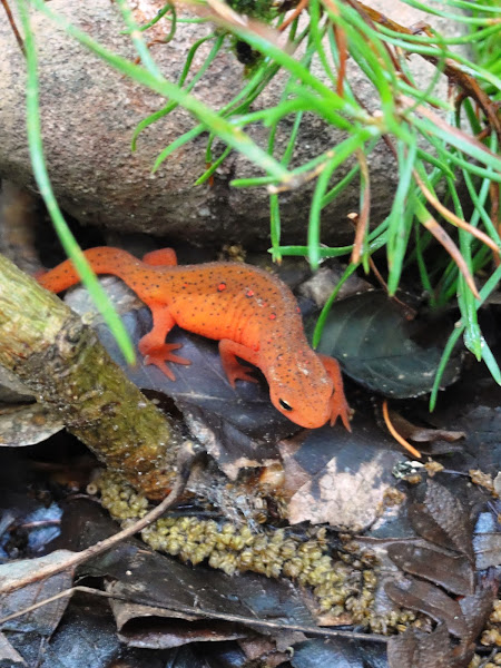 Red-spotted Newt (Red Eft) | Project Noah