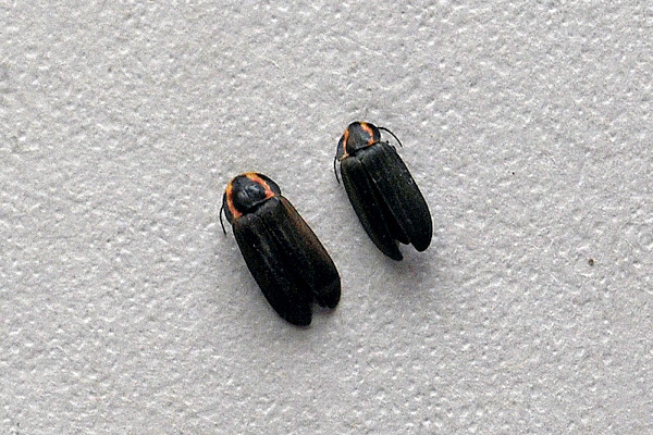 Black Firefly | Project Noah