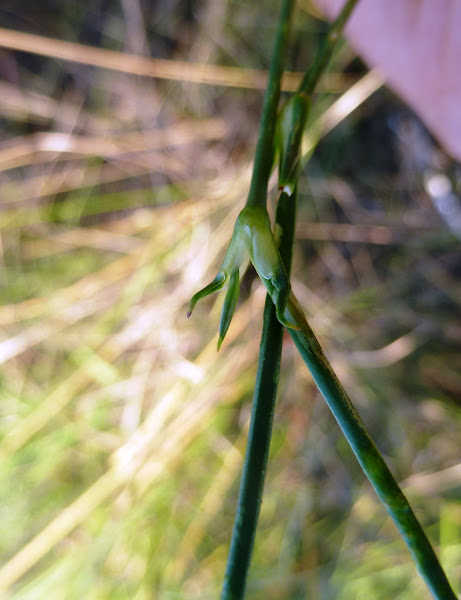 Klinčić | Project Noah