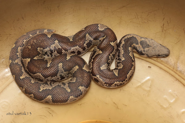 Common Sand Boa | Project Noah