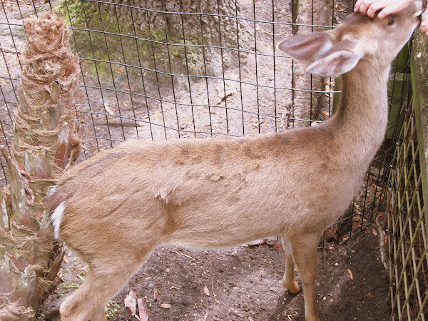 White-tailed Deer | Project Noah