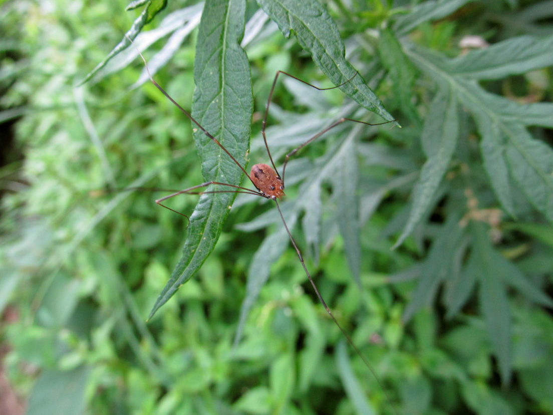 Harvestman | Project Noah