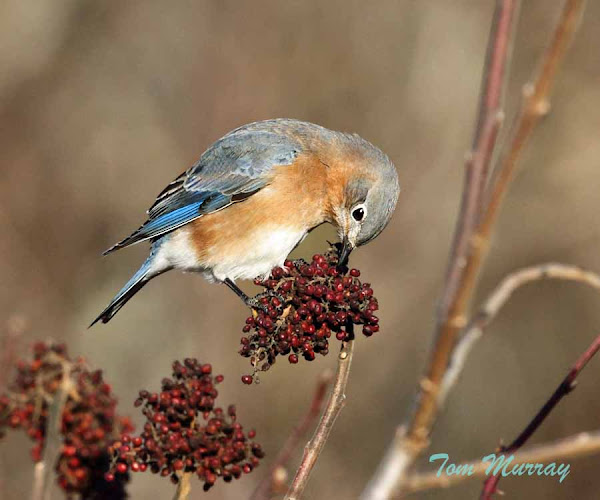 Eastern Bluebird (female) | Project Noah