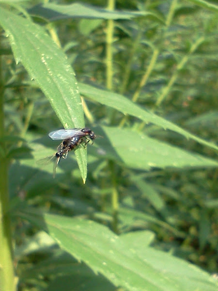 Flying Ants Mating | Project Noah