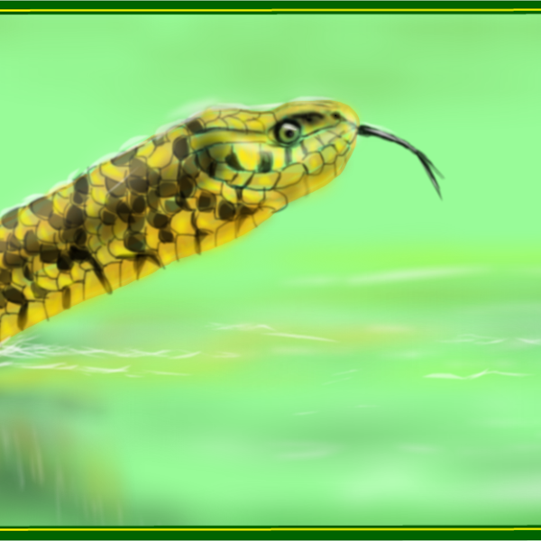 The Water Snake » drawings » SketchPort
