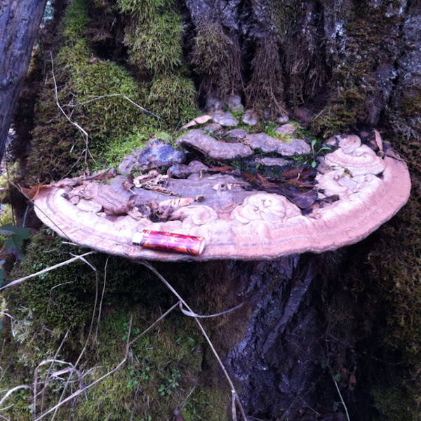 Artist Conk (Conch) | Project Noah