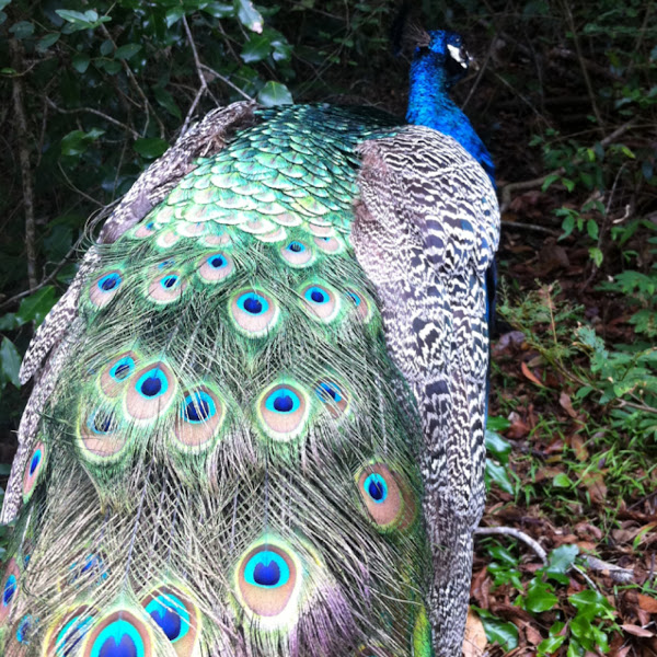 Peacock | Project Noah
