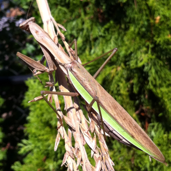 Chinese Praying Mantis | Project Noah