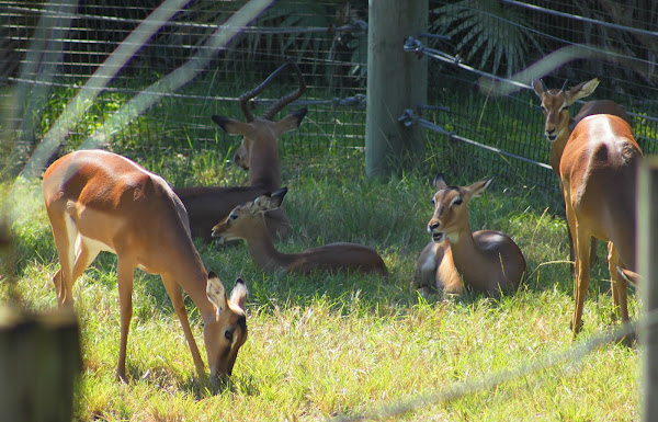 Impala | Project Noah