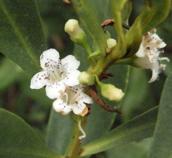 Common Boobialla | Project Noah