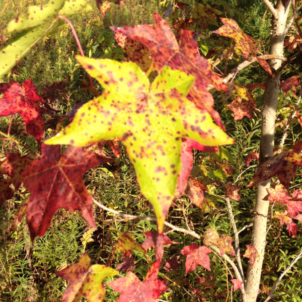 Sweet Gum | Project Noah