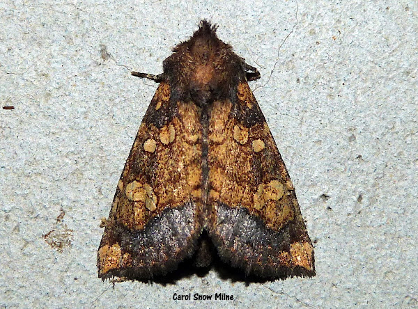 Burdock Borer Moth | Project Noah