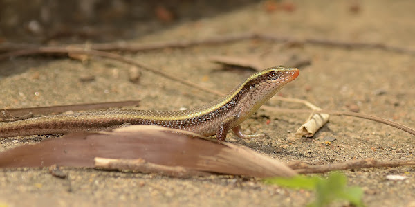 Common Indian Skink | Project Noah