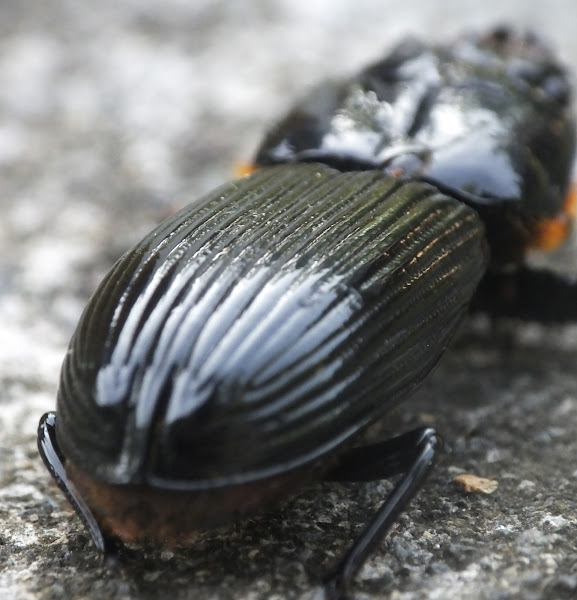 Bess Beetle | Project Noah