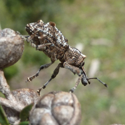 Elephant Weevil | Project Noah