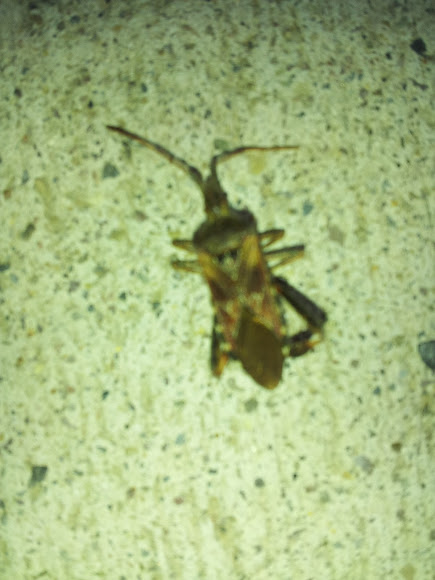 leaf legged bug | Project Noah