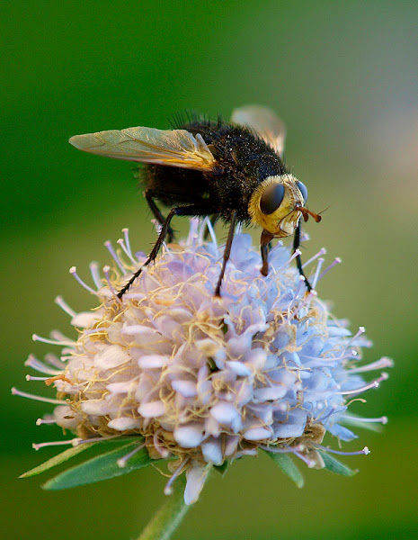 Great fly | Project Noah